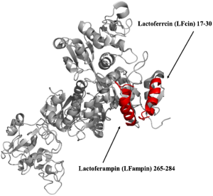 Noble Molecule, the Lactoferrin in Camel Milk – Camel4ALL